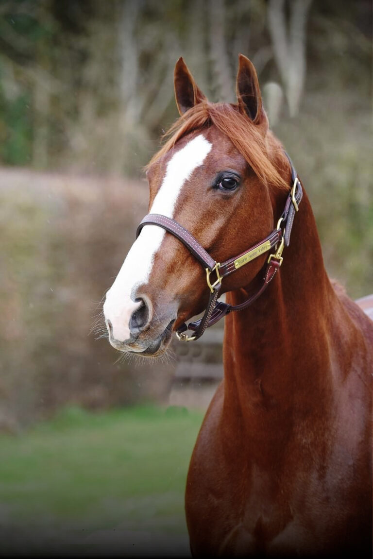 Our best horses – Hunter Valley